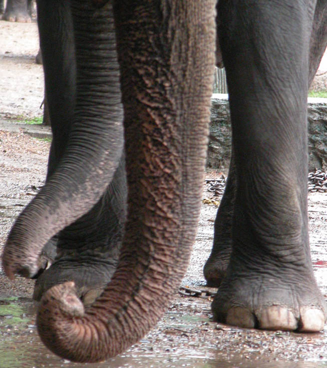 How to Assemble an Elephant – or – Building Your Pachyderm Successfully ...